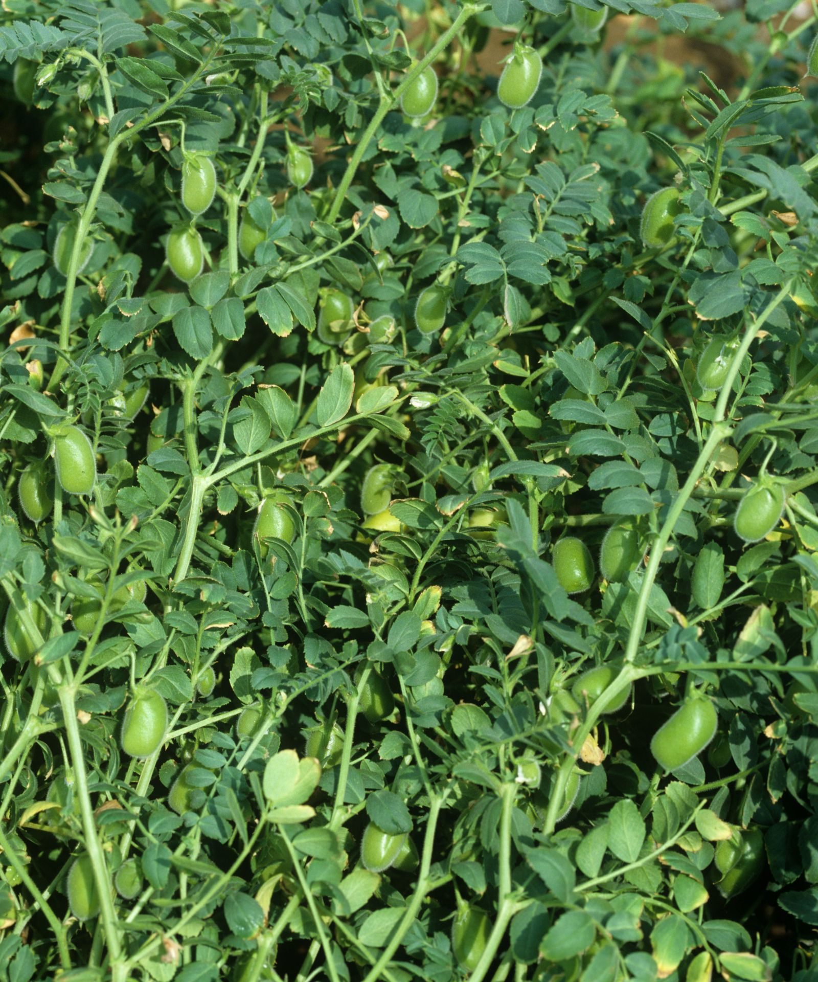 How to grow chickpeas: expert tips to grow garbanzo beans | Homes and ...