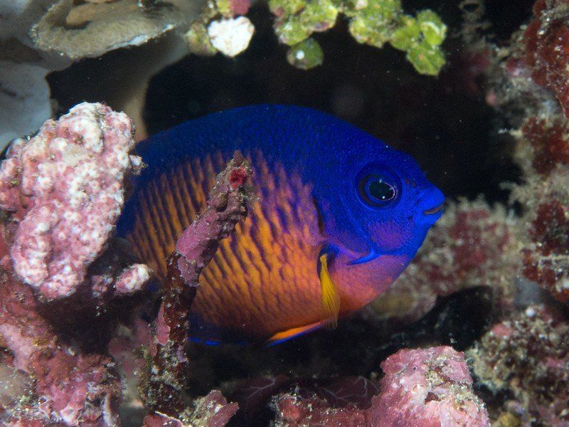 Something fishy's going on: How Google names in-development Pixels ...