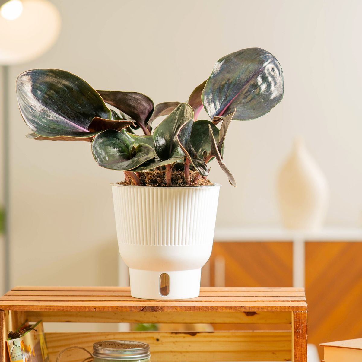 Meet Geogenanthus Ciliatus – The Rare, Otherworldly Houseplant Coveted ...