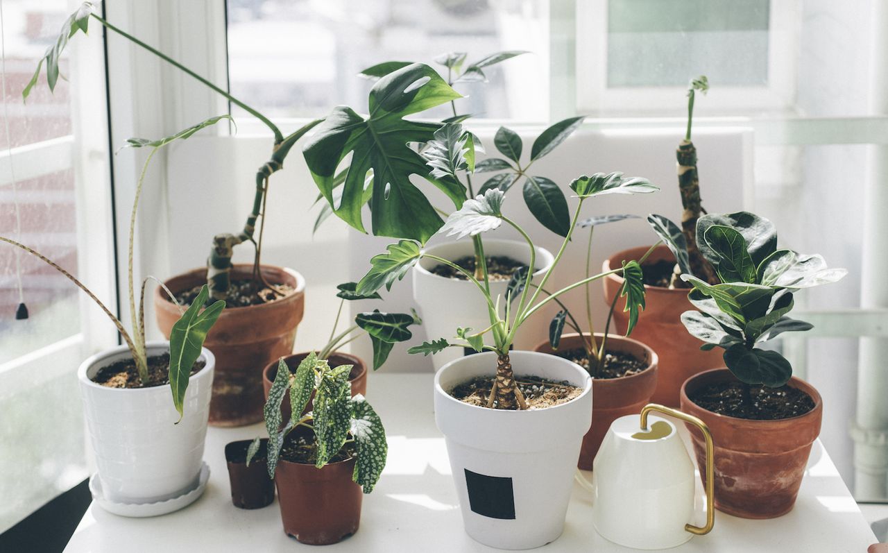 How to turn your windowsill into a thriving indoor garden | Livingetc