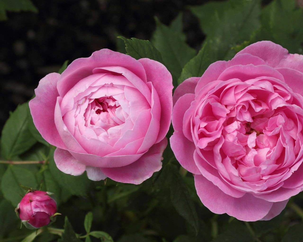 Roses care and growing guide: expert tips for these blooms | Gardeningetc