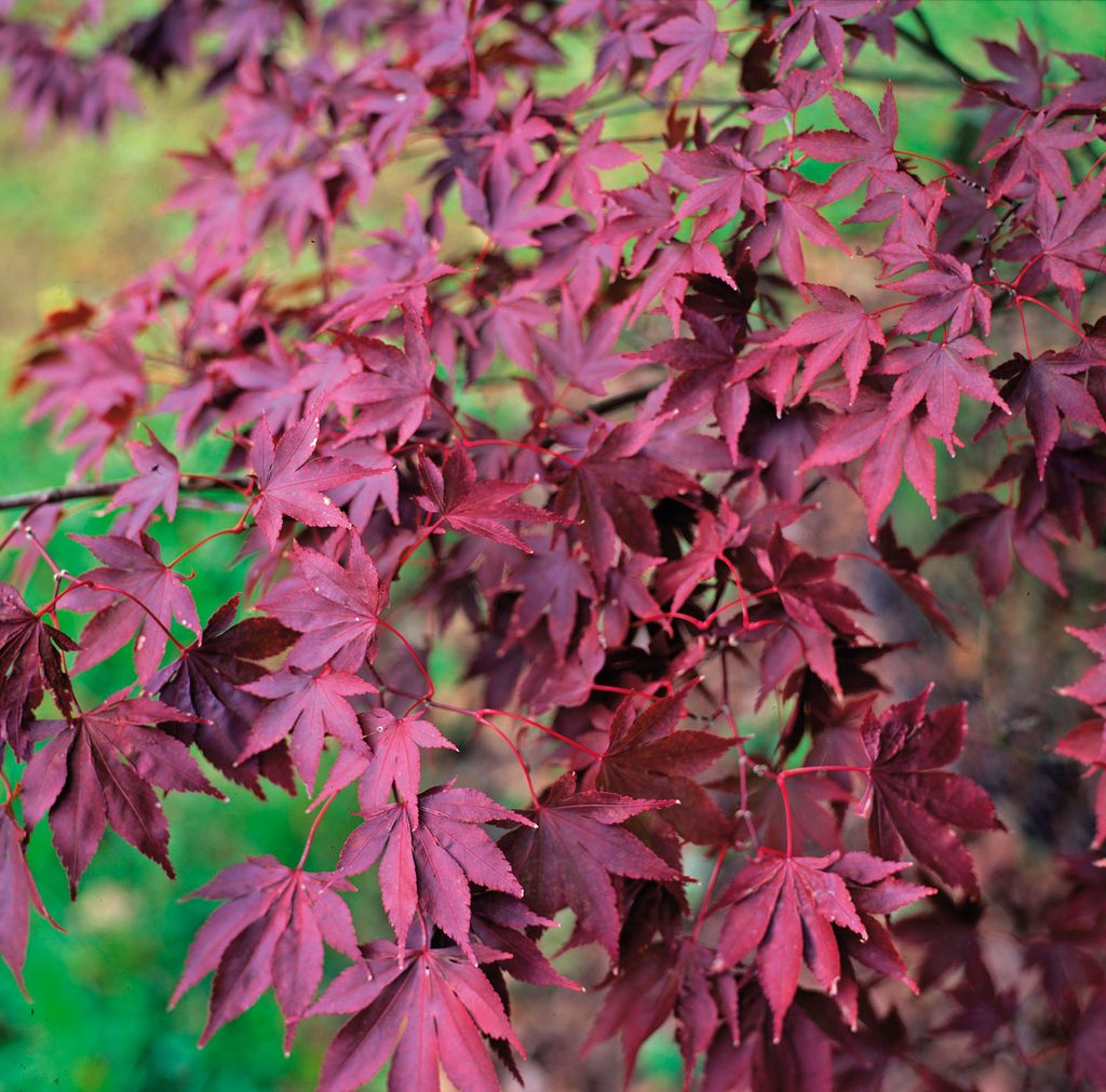 Japanese maple trees: a guide to popular acers | Country