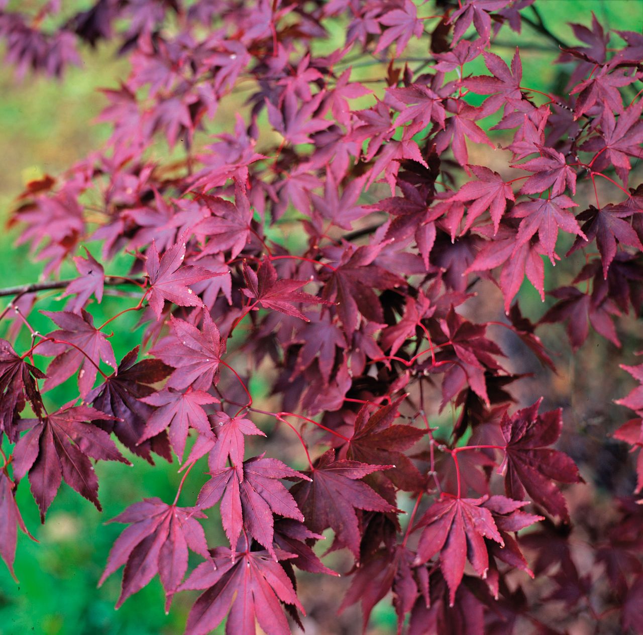 Japanese maple trees: a guide to popular acers | Country