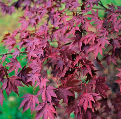 Japanese maple trees: a guide to popular acers | Country