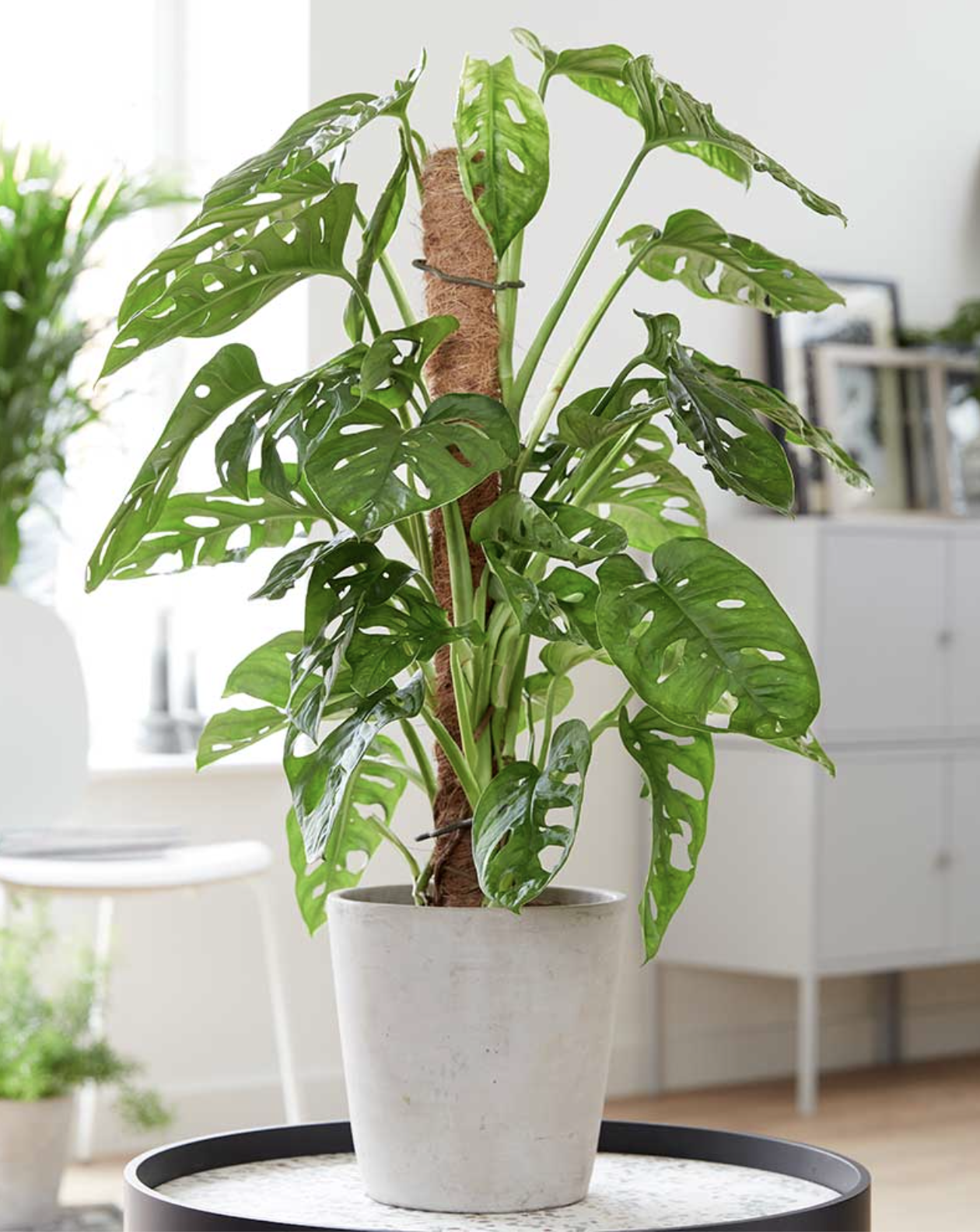 Types of Monstera Plants — And How You Should Display Them | Livingetc