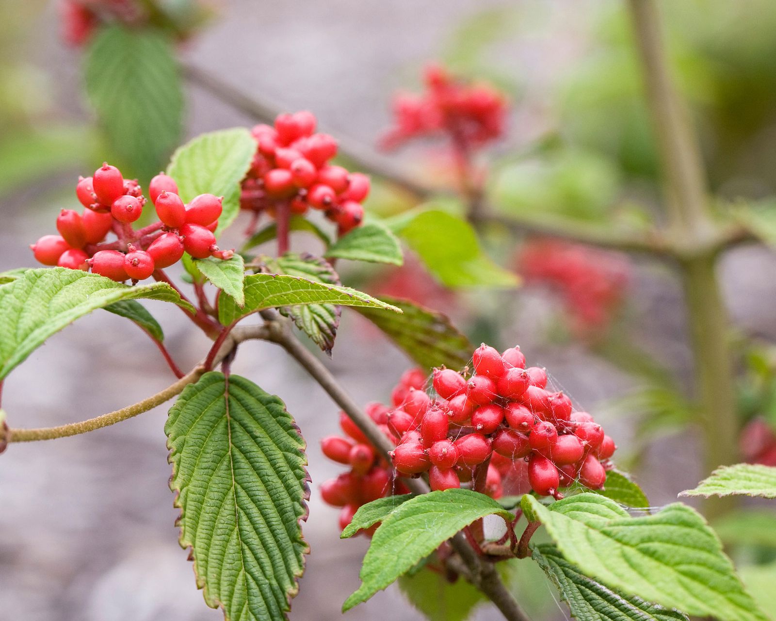 Types of viburnum: 16 evergreen and deciduous varieties for your plot ...