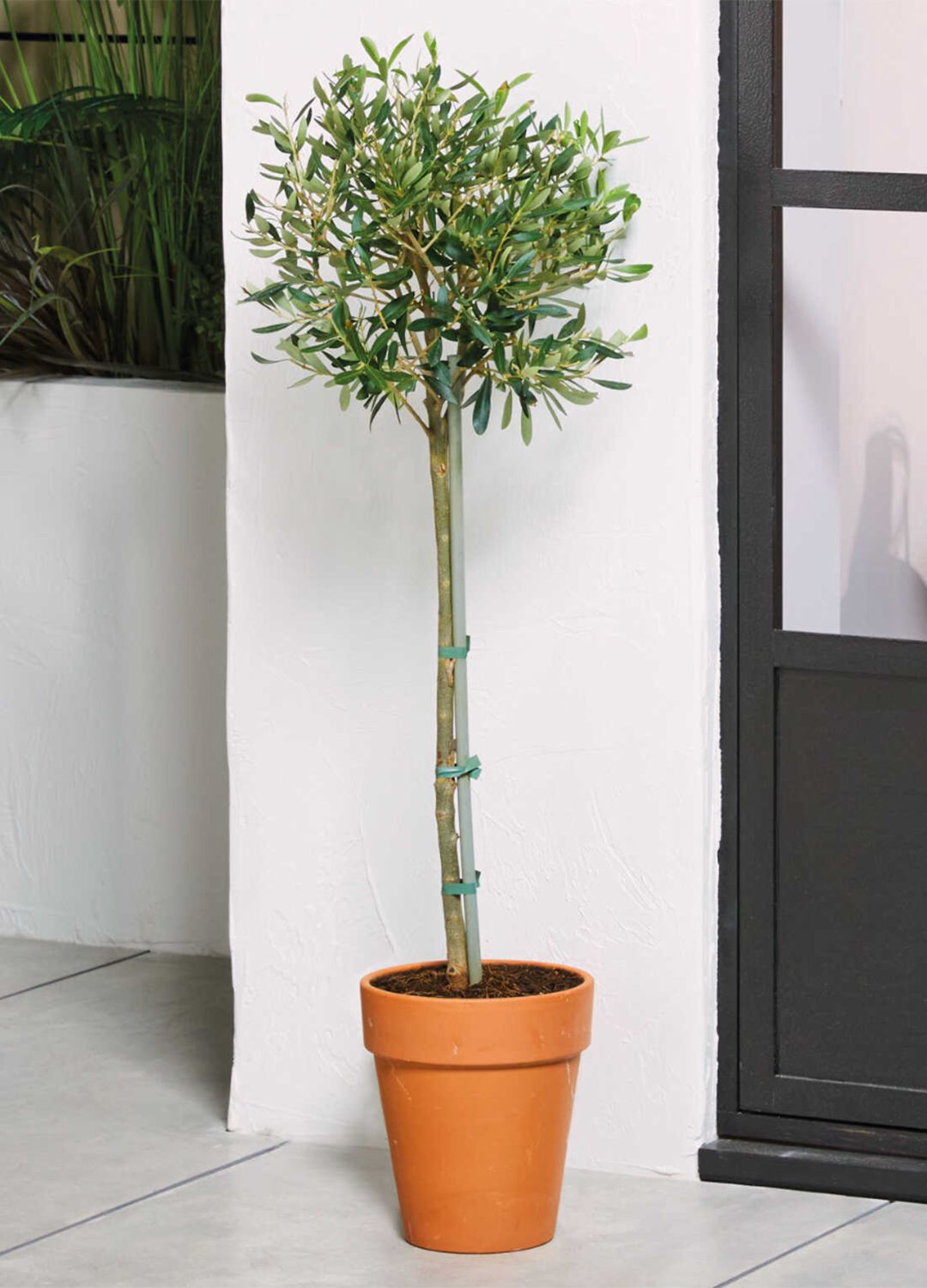 The affordable Aldi olive trees are back in stock this week | Woman & Home