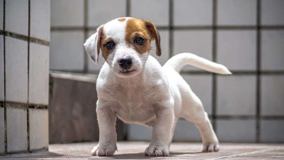 32 facts about puppies | PetsRadar