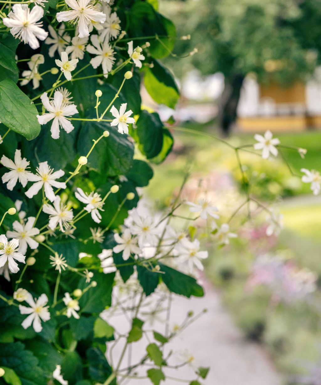Front yard path planting – | Livingetc