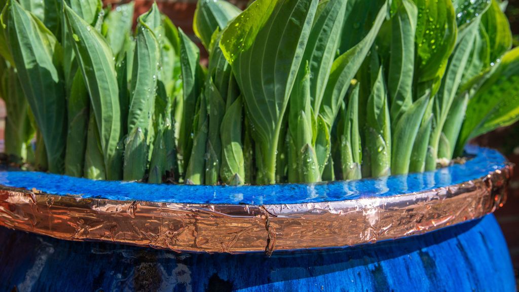 Slug control methods – experts reveal the best ways | Homes and Gardens