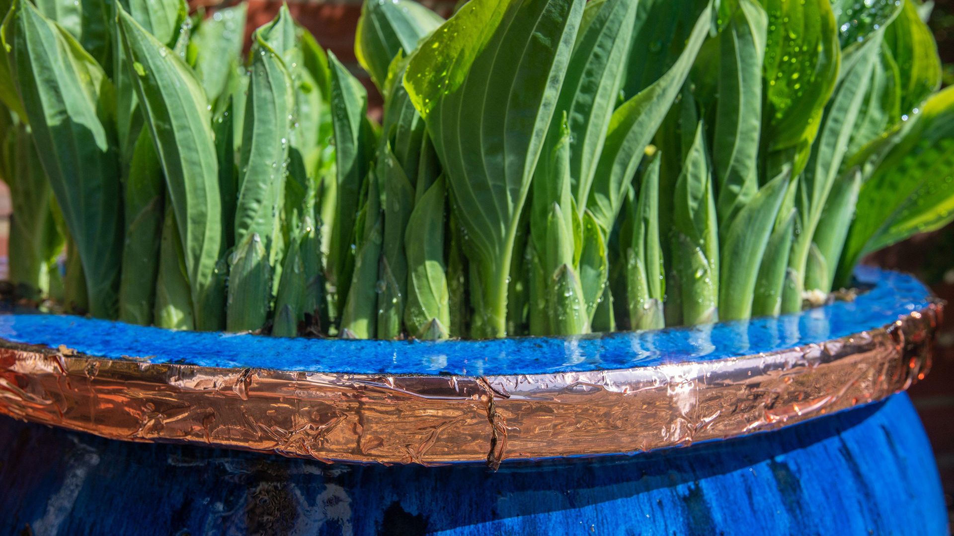 Slug control methods – experts reveal the best ways | Homes and Gardens