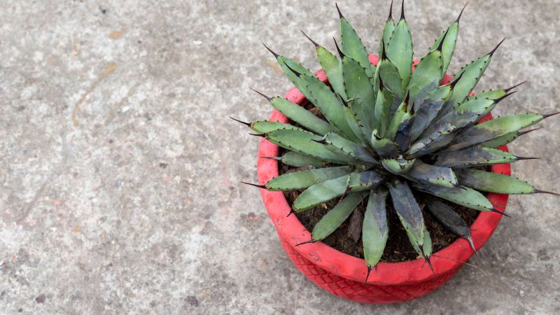 Amateur Gardening | GardeningEtc