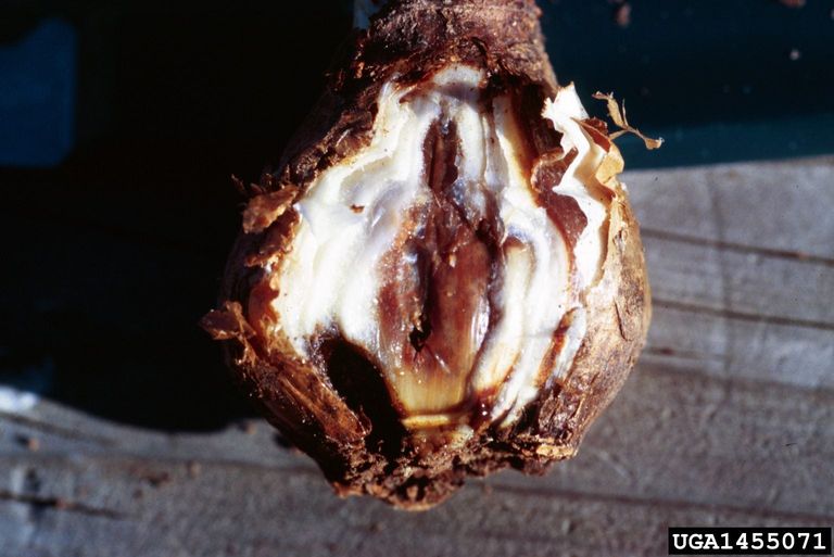 Flower Bulb Bugs - Learn About Insects That Feed On Flower Bulbs ...