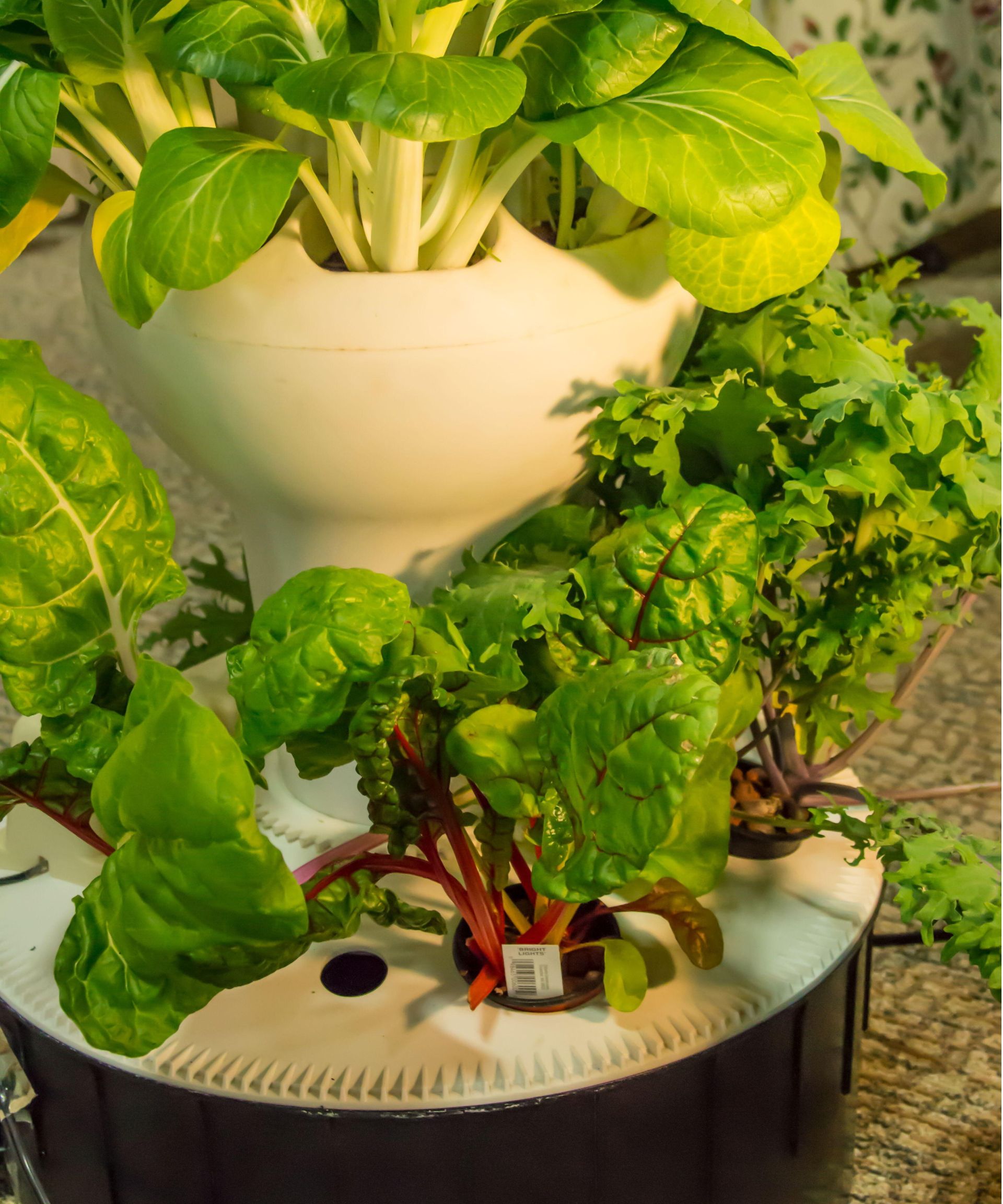Easiest vegetables to grow in water: 5 hydroponic crops | Homes and Gardens