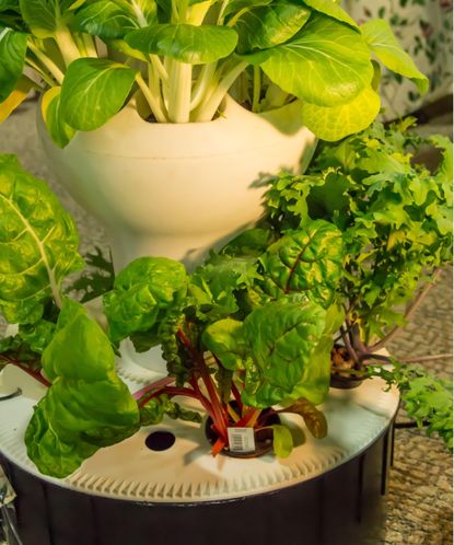 Easiest vegetables to grow in water: 5 hydroponic crops | Homes and Gardens
