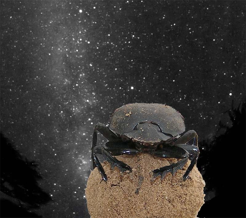 Wow! Dung Beetles Navigate by the Stars | Milky Way Galaxy | Live Science