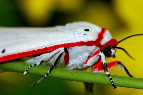 'Tis the Season: Gallery of Festive Insects: Page 2 | Live Science
