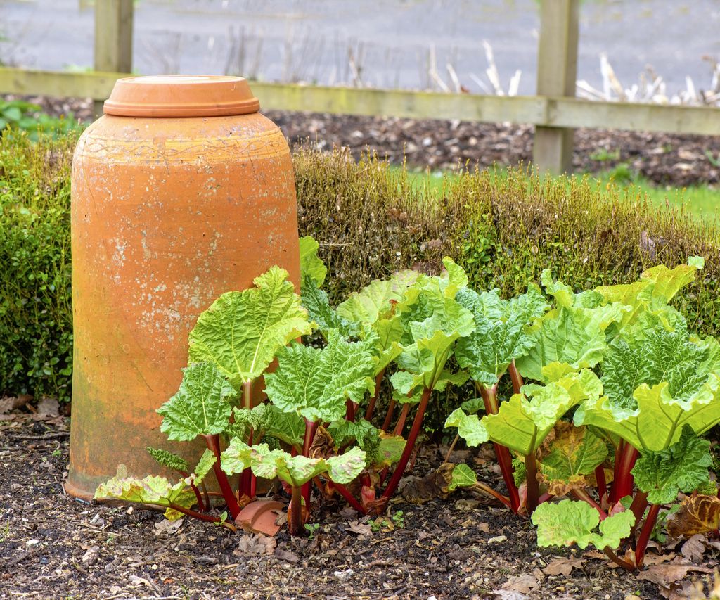5 common rhubarb mistakes and expert tips to avoid them | Homes and Gardens