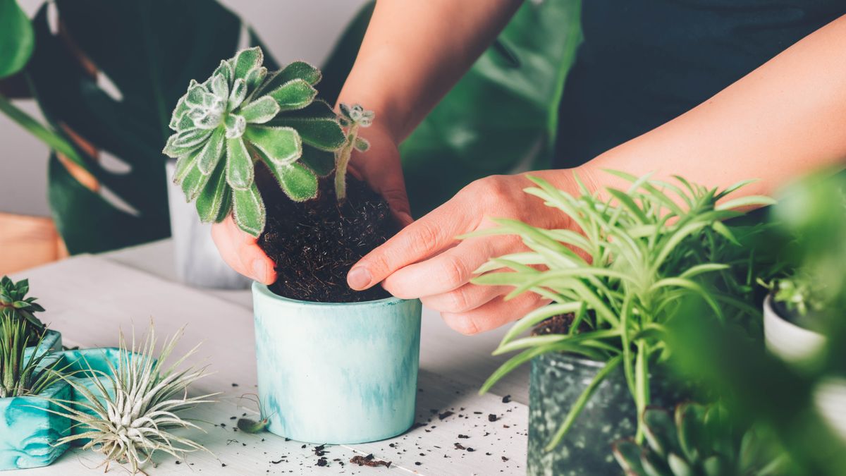 How to care for succulents in 7 easy steps | Tom's Guide