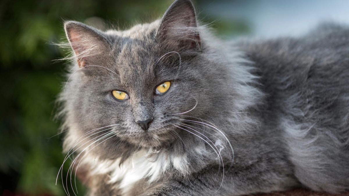 20 independent cat breeds who are happy doing their own thing | PetsRadar