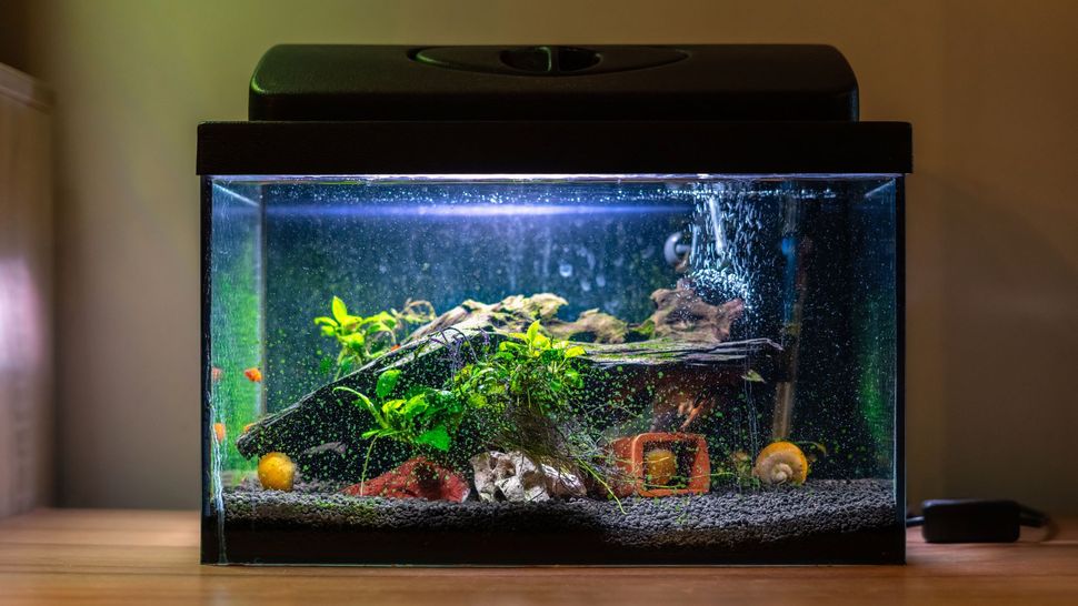 32 tips for taking care of fish | PetsRadar