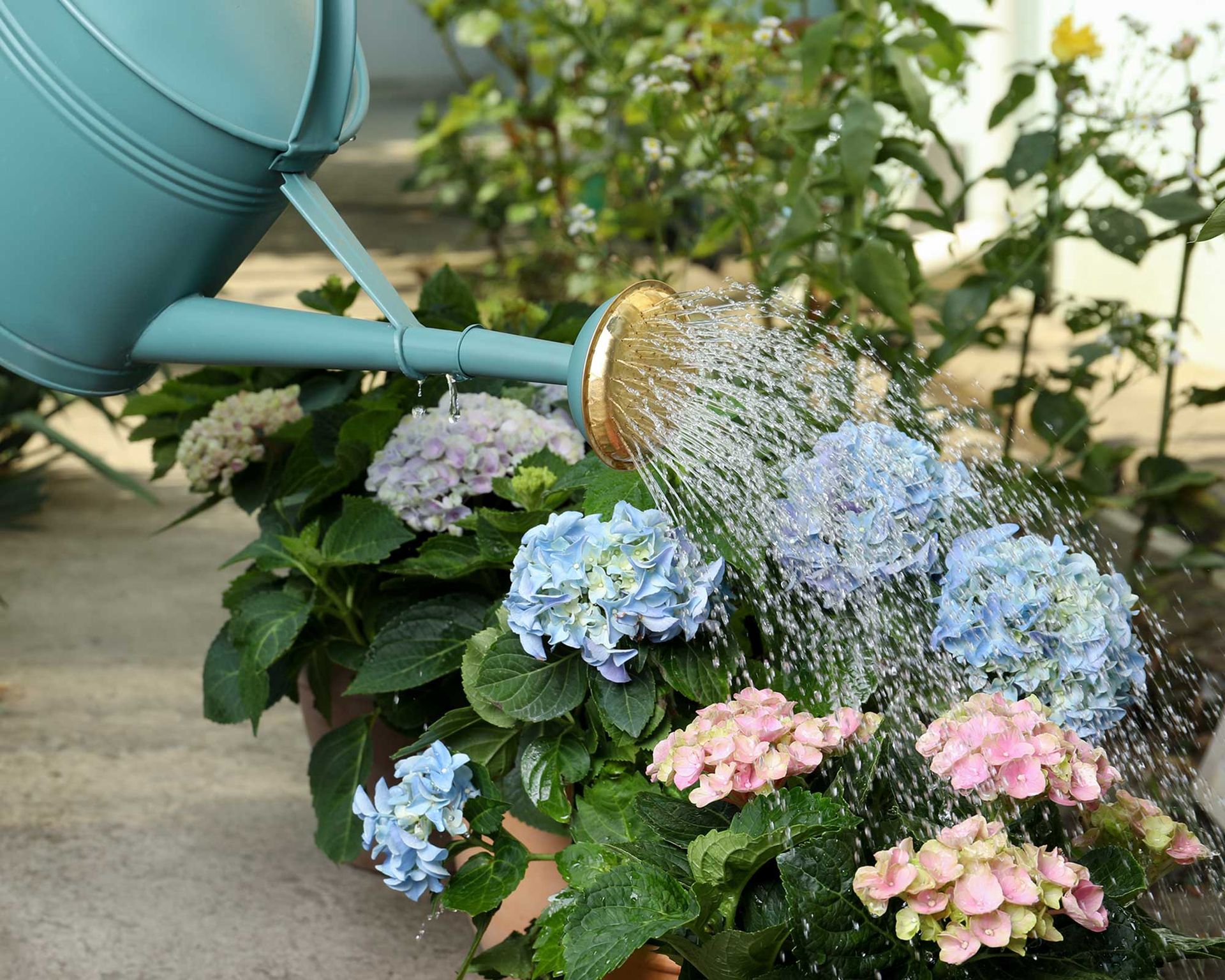 How to care for hydrangeas: 7 pro tips from the experts | Real Homes