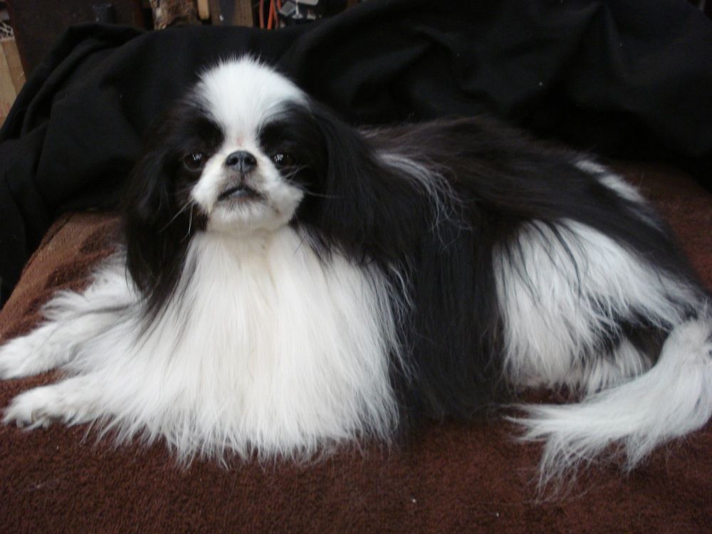 Gallery: Freeze-Dried Pets | Live Science