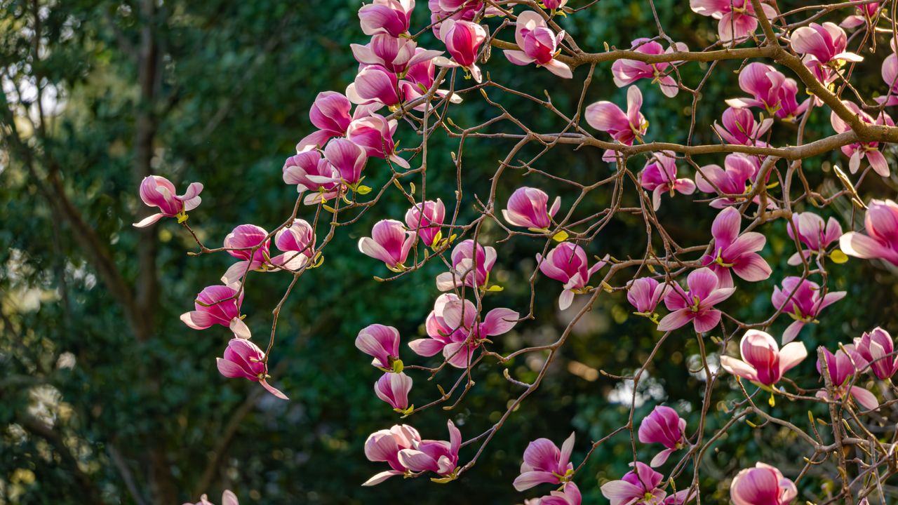 Magnolia Tree Reblooming? Why Spring Flowers Are Back in Fall ...