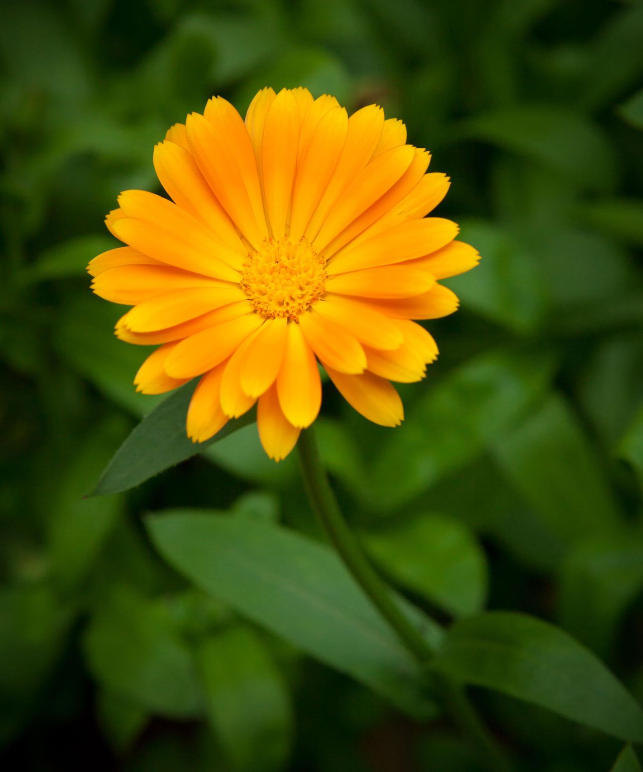 Calendula varieties: 16 pot marigolds for your garden | Homes and Gardens