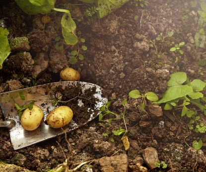 How to identify and treat potato blight: expert tips | Homes and Gardens