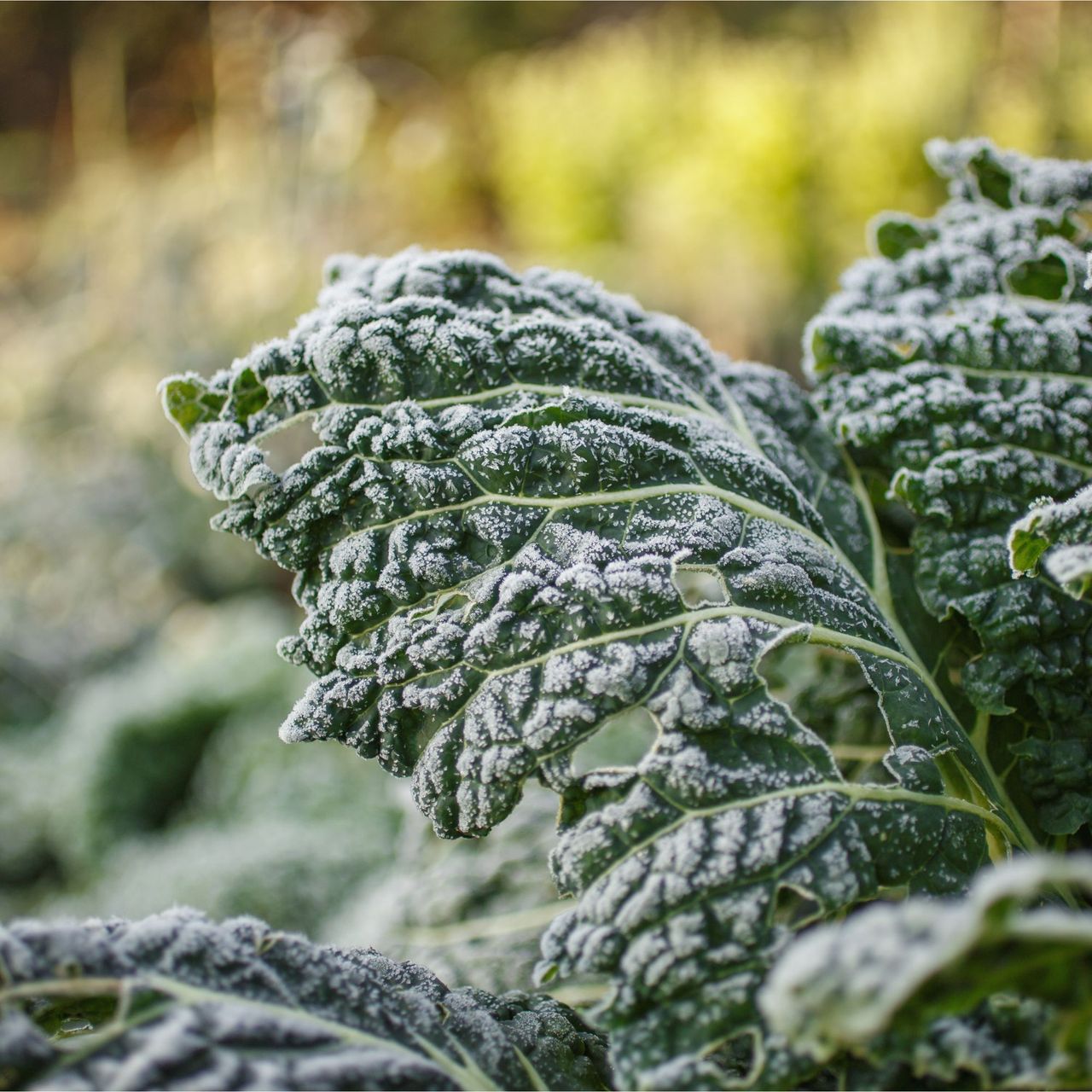 These vegetables benefit from frost and snow, say experts | Ideal Home