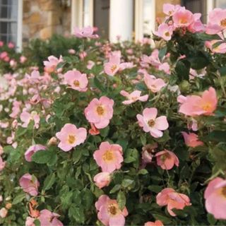 These are the four best Knock Out rose varieties worth investing in ...