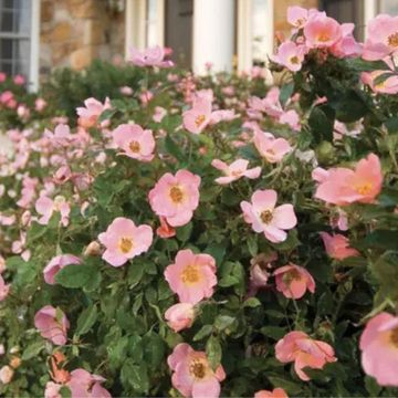 These are the four best Knock Out rose varieties worth investing in ...
