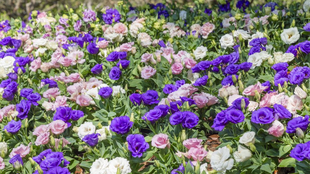 How to grow lisianthus: advice from a professional gardener | Homes and ...