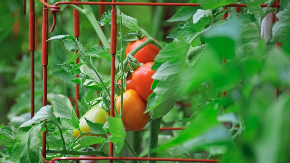 3 best ways to trellis tomatoes for an abundant crop | Tom's Guide