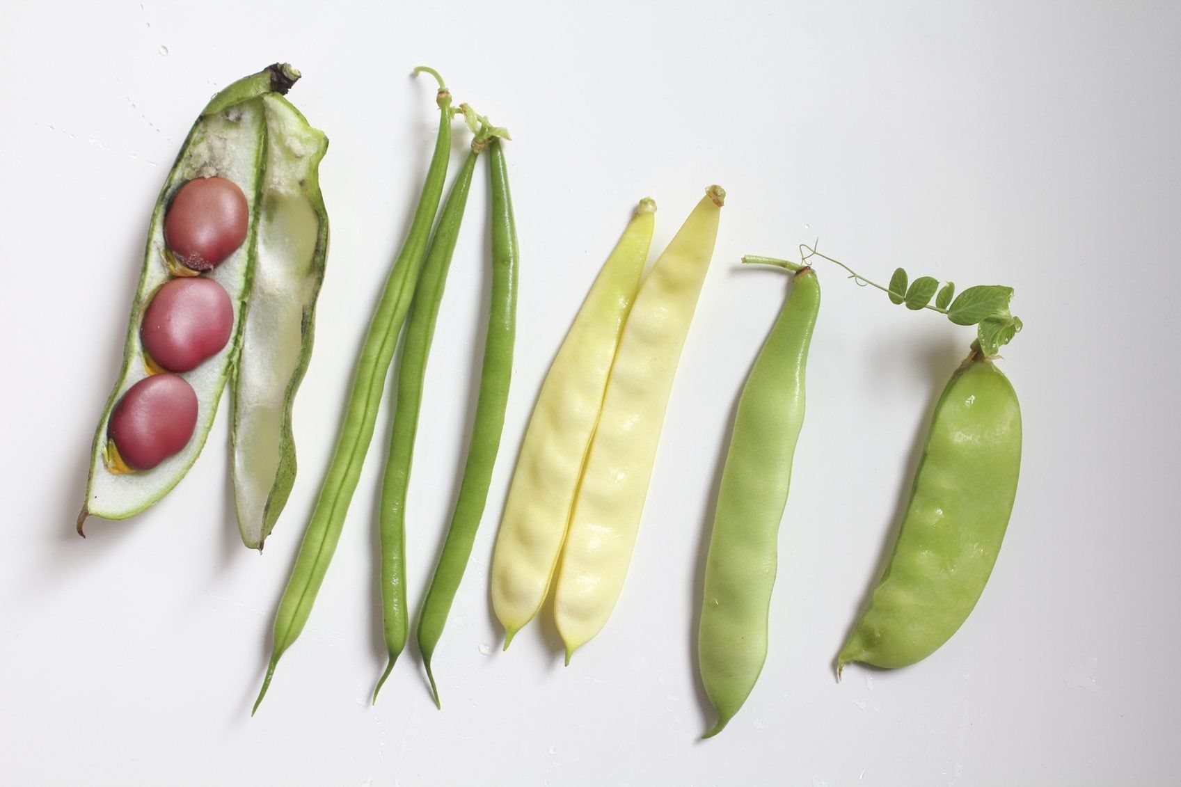 Types Of Bean Plants To Grow - Learn About Different Varieties Of Bean ...