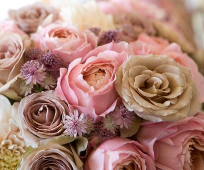 French Flowers To Add Old-World Charm To Your Plot | Gardening Know How