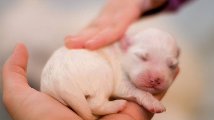 Fading puppy syndrome: What is it and can it be treated? | PetsRadar