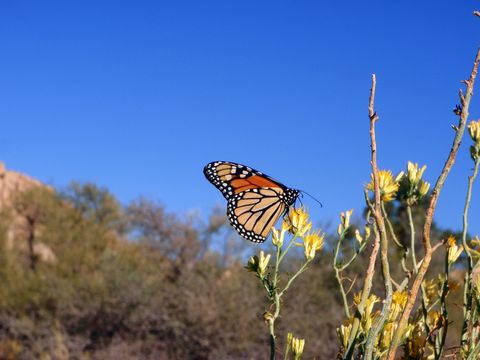 Photos: Amazing Insects of the North American Deserts | Live Science