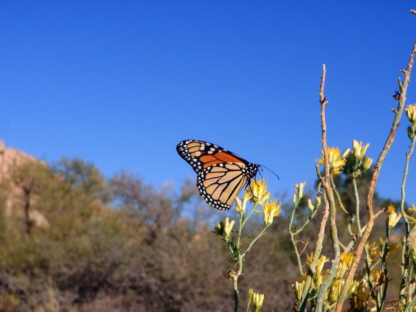 Photos: Amazing Insects of the North American Deserts | Live Science
