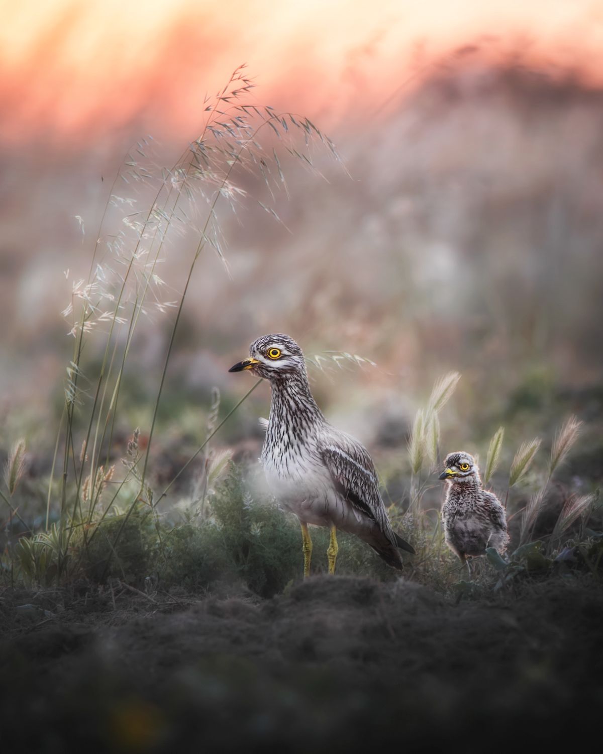 Amazing wildlife photography scoops top prize at nature contest ...