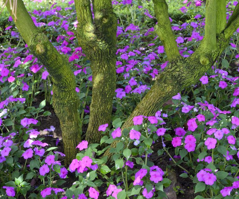 How to deadhead impatiens for full-throttle flowering all summer long ...