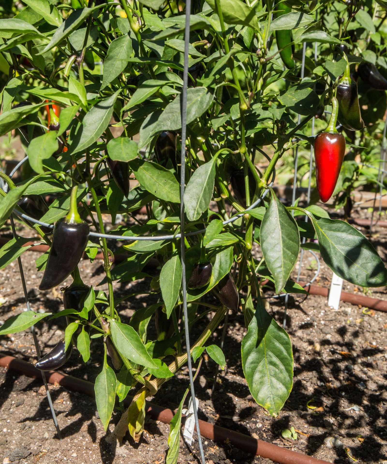 How to grow serrano peppers from sowing to harvesting | Homes and Gardens