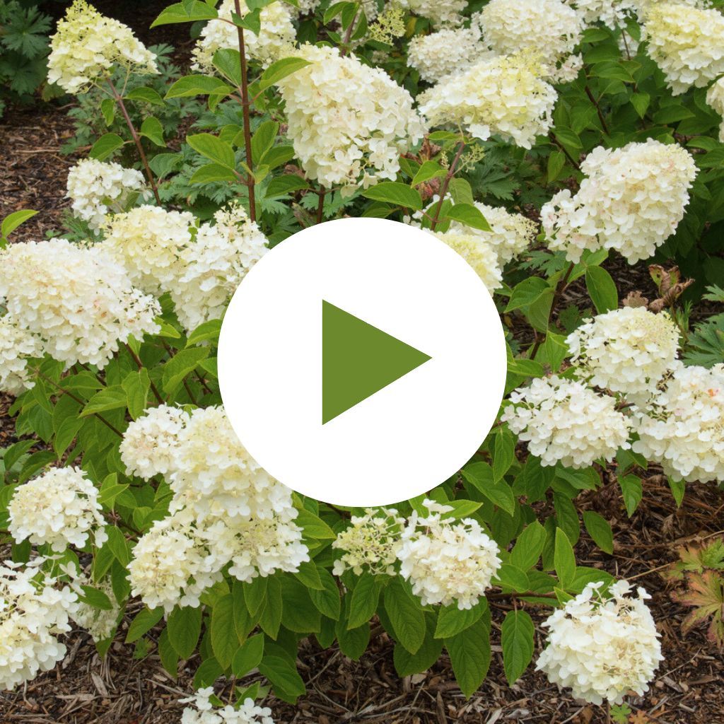 White Hydrangea Varieties – Tips For Growing White Hydrangeas ...
