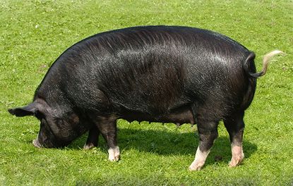 Native British Pig breeds | Country Life