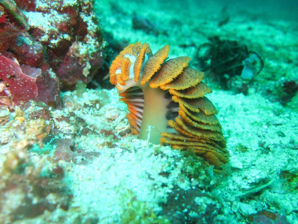 Strange Coral: A Gallery of Sea Pens | Live Science