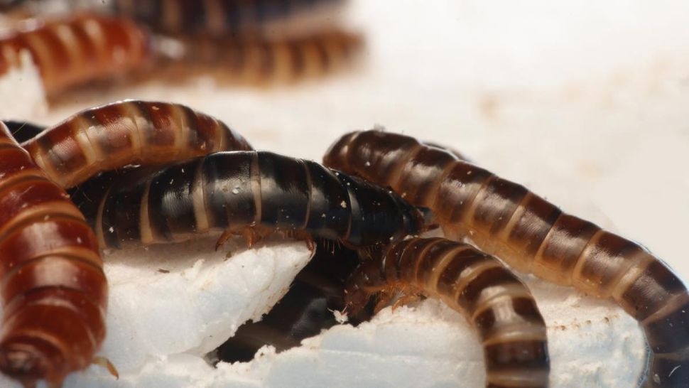 Plastic-eating mealworms native to Africa discovered | Live Science