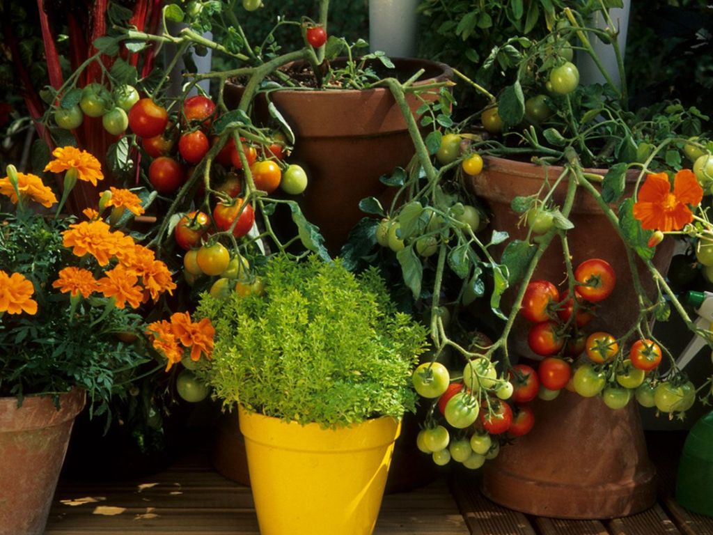 How To Garden In Containers | Gardening Know How