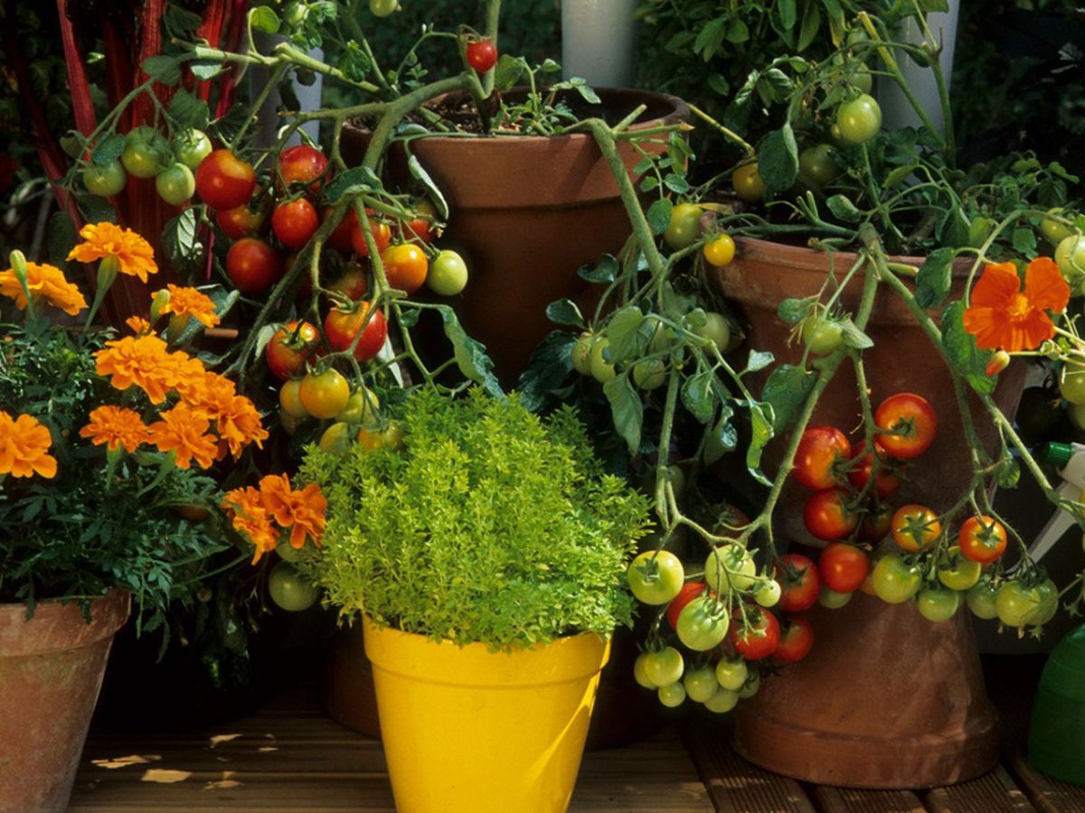 How To Garden In Containers | Gardening Know How