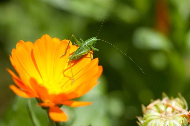 Calendula And Insects: Learn About Common Pests Of Calendula Flowers ...